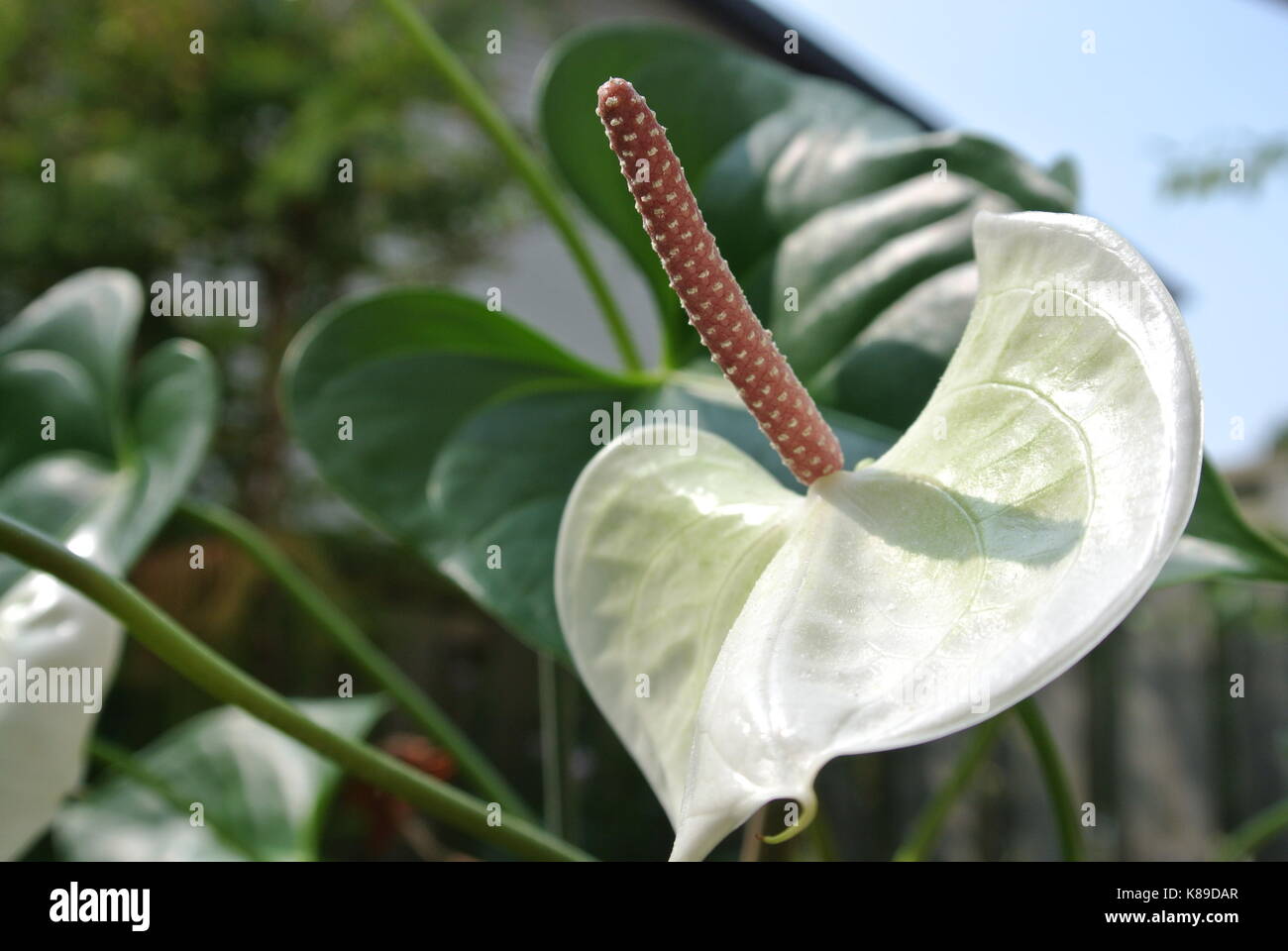 Spadix plant flower hi-res stock photography and images - Alamy