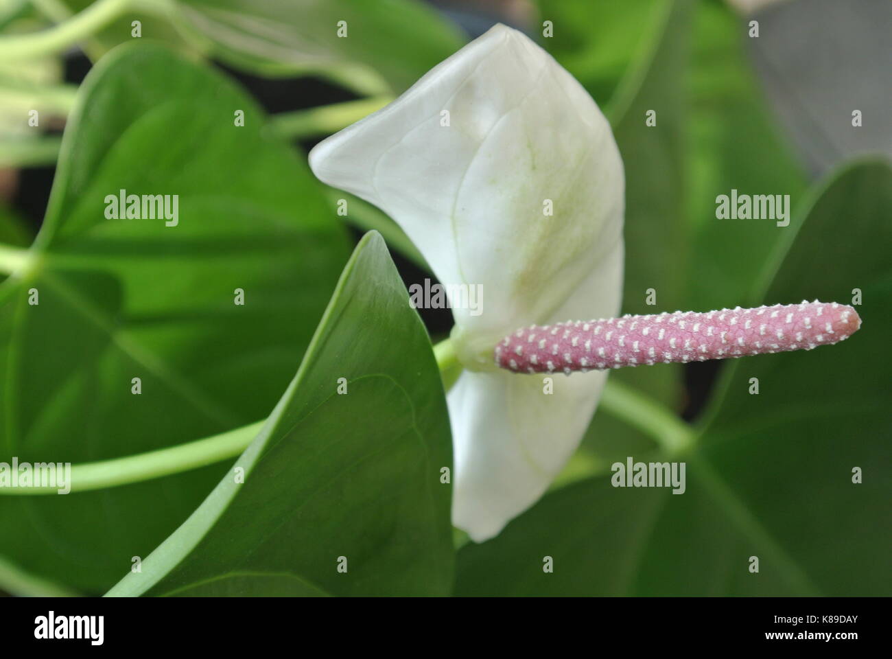 Tongue flower hi-res stock photography and images - Alamy
