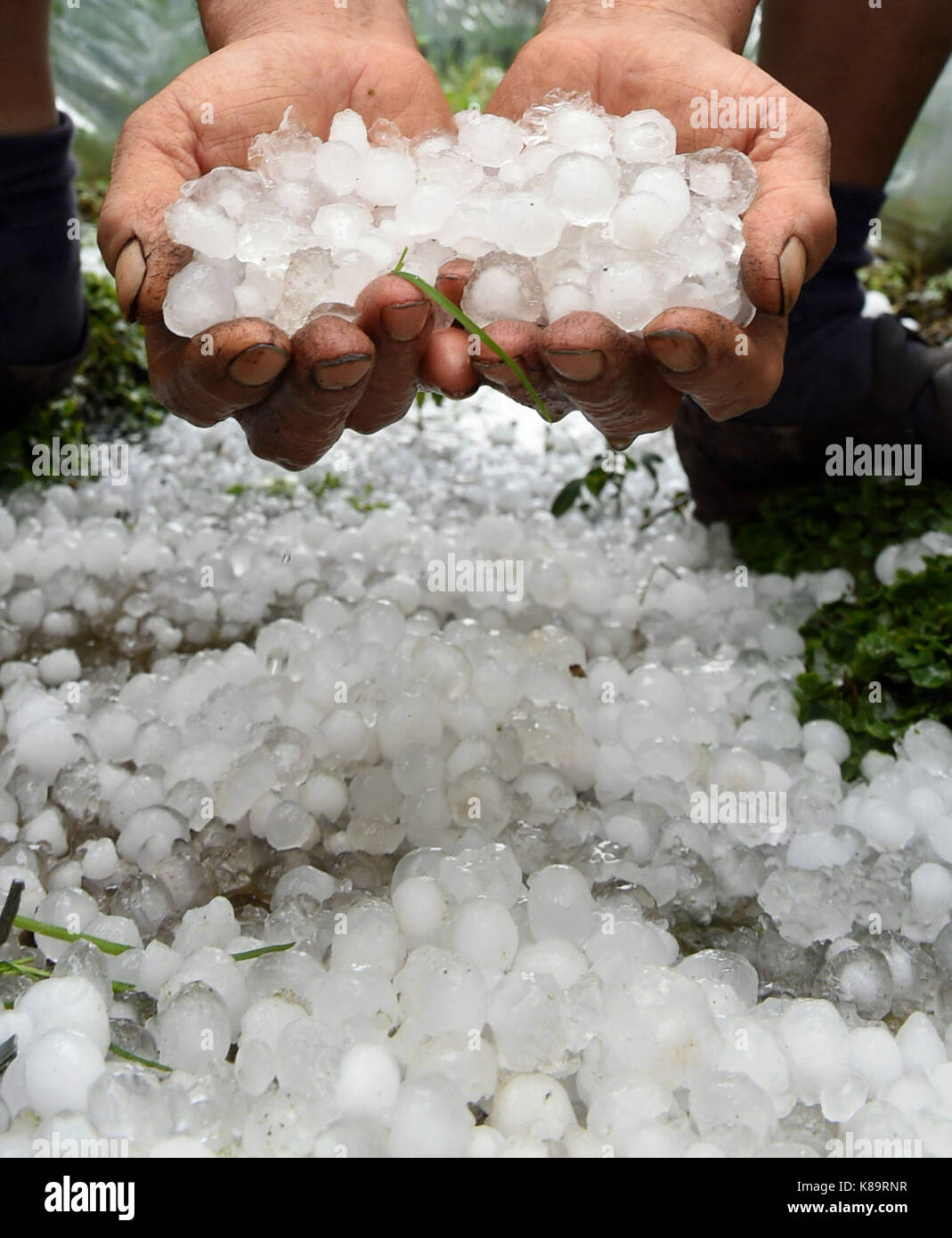 Hailstones in autumn A farmer shows a handful of hailstones at a ...