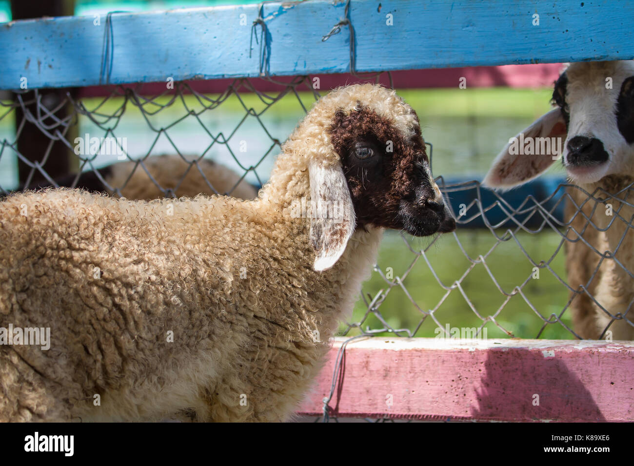 Cheeps hi-res stock photography and images - Alamy