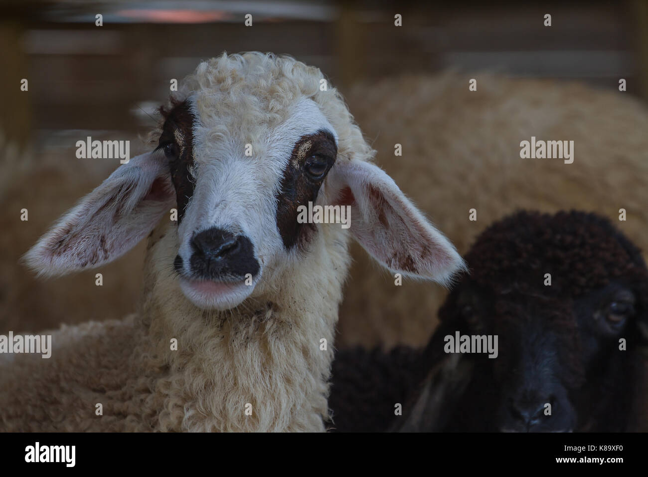 Cheeps hi-res stock photography and images - Alamy