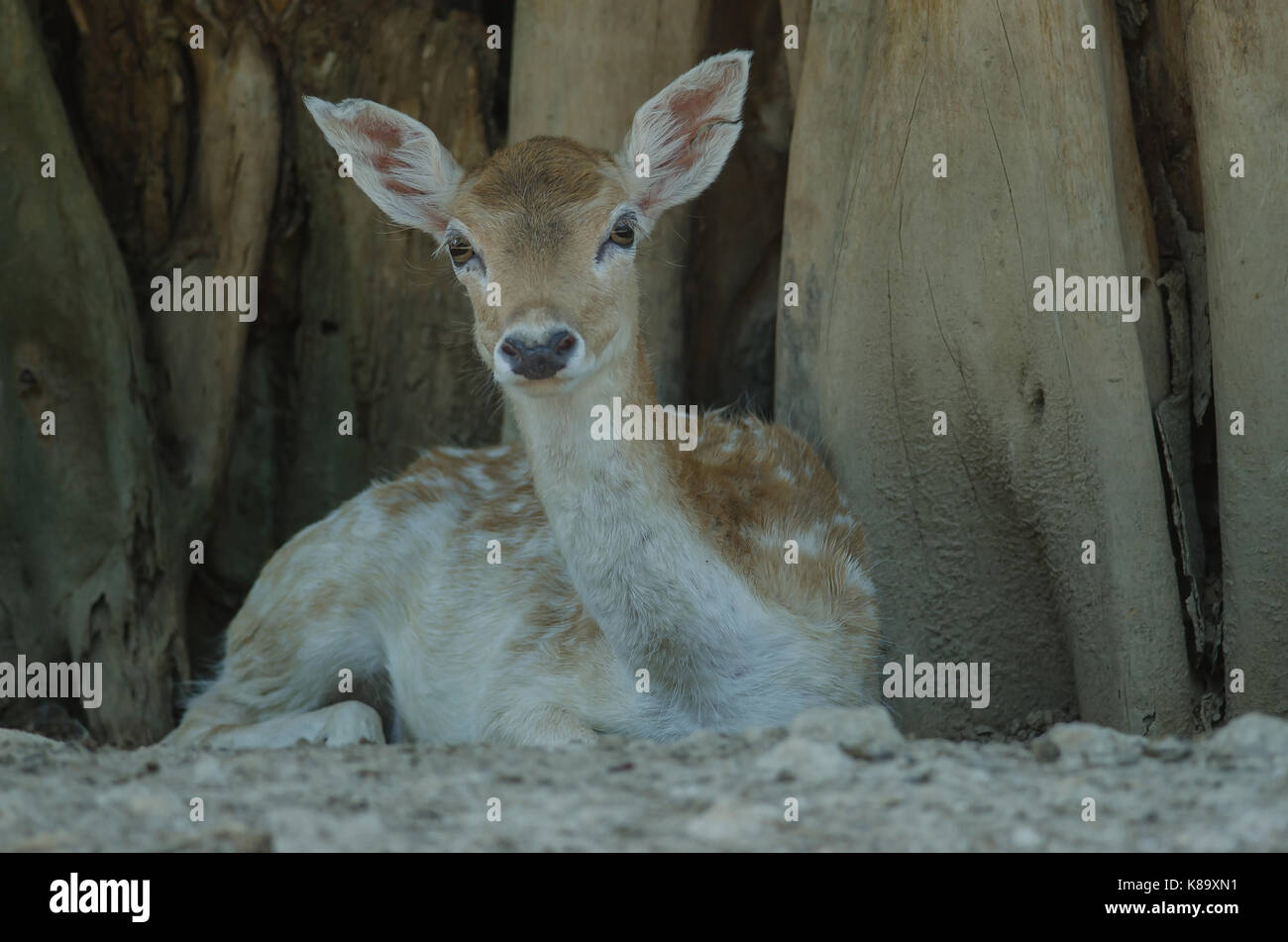White tailed deer farm field hi-res stock photography and images - Alamy