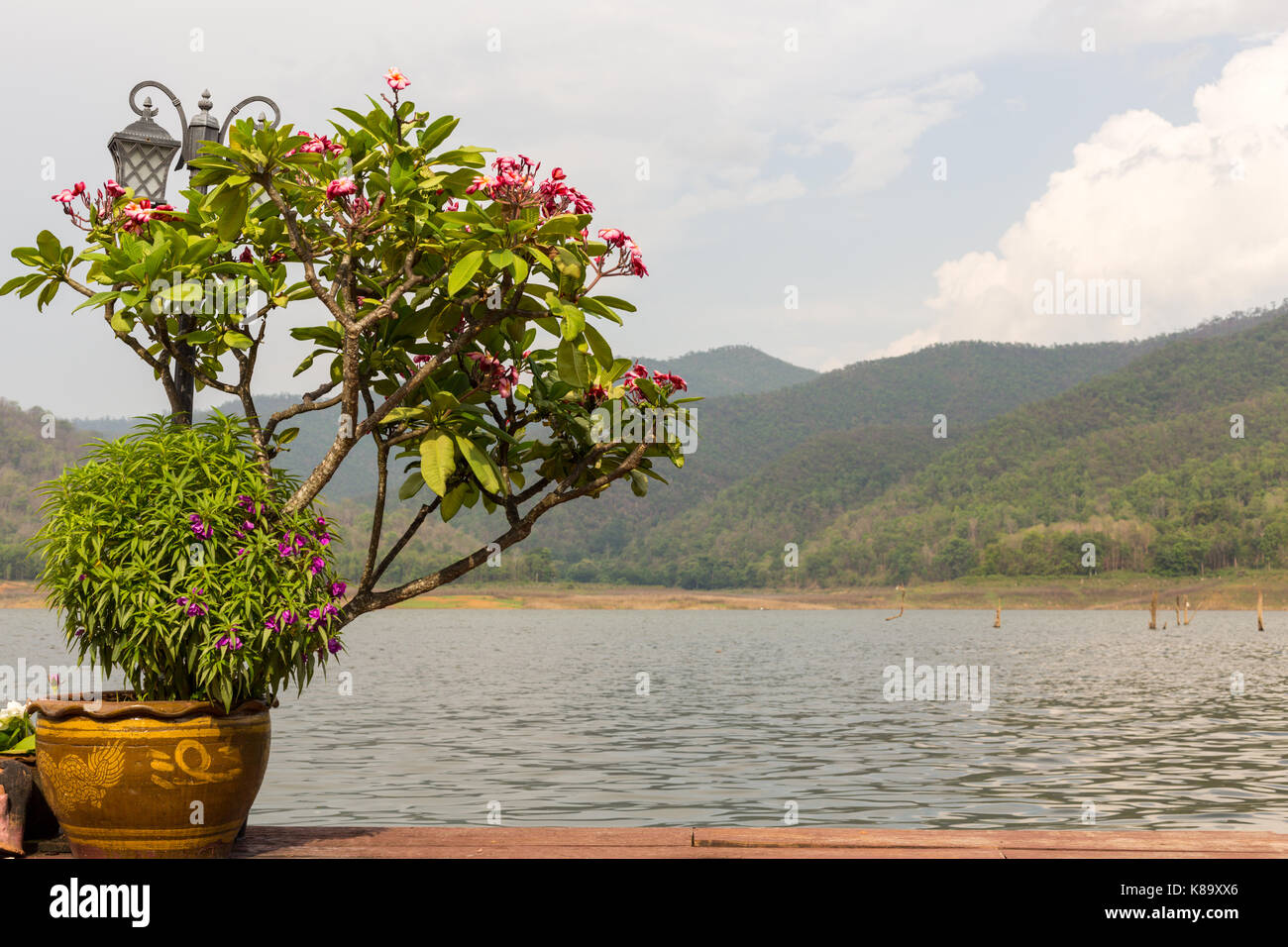 Lakeside trees hi-res stock photography and images - Alamy