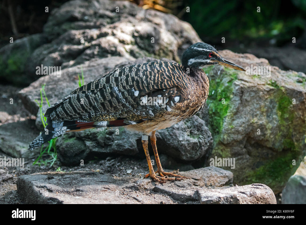 South american bitterns hi-res stock photography and images - Alamy