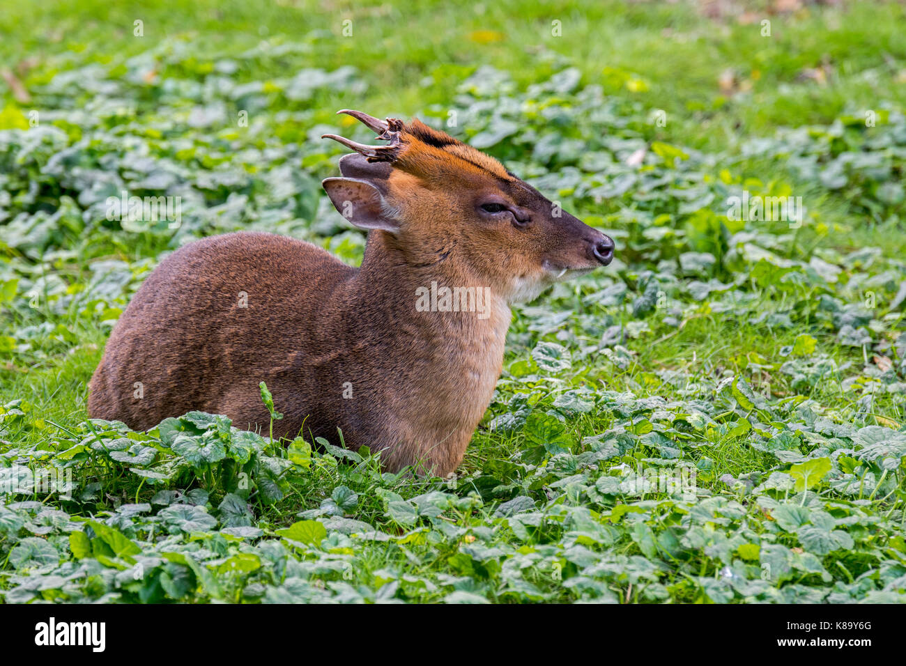Fauna of taiwan hi-res stock photography and images - Alamy