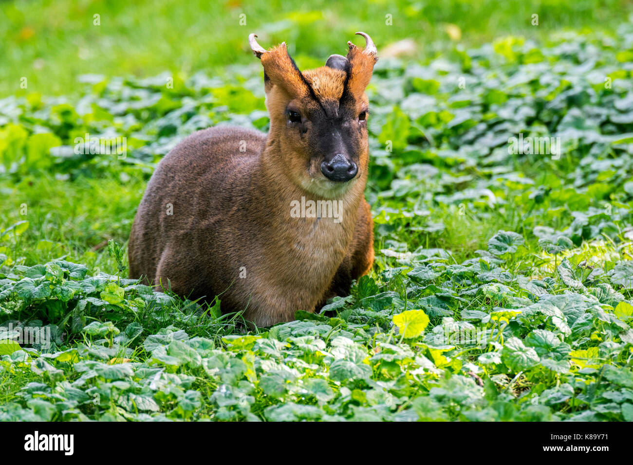 Reeves's muntjac (Muntiacus reevesi) male, native to southeastern China ...