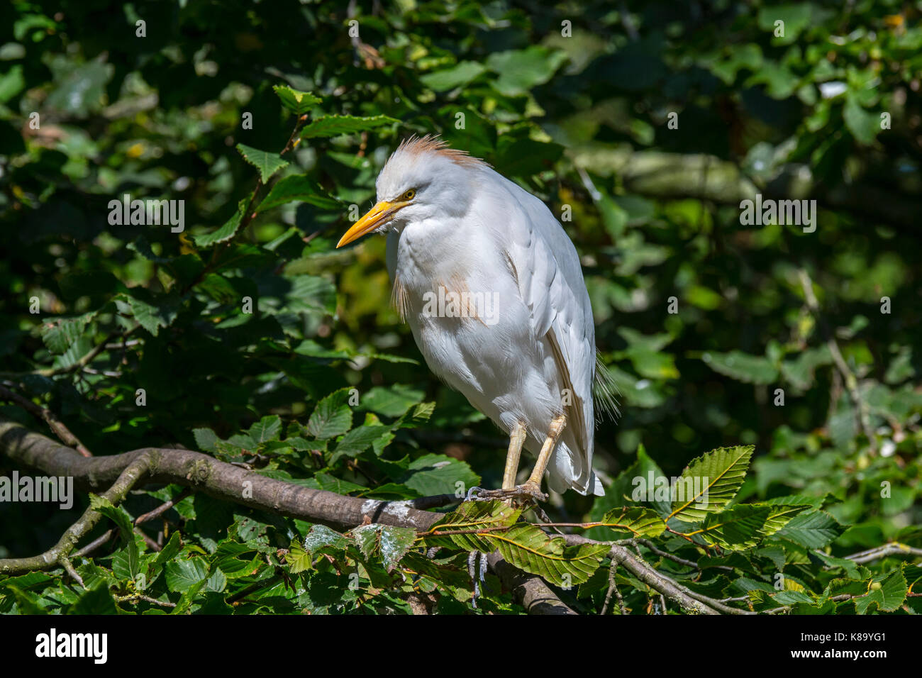 Tree of cattle egrets hi-res stock photography and images - Alamy