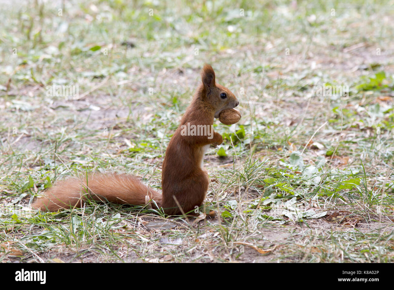 Squirrel on tree stump gnaws hi-res stock photography and images - Alamy
