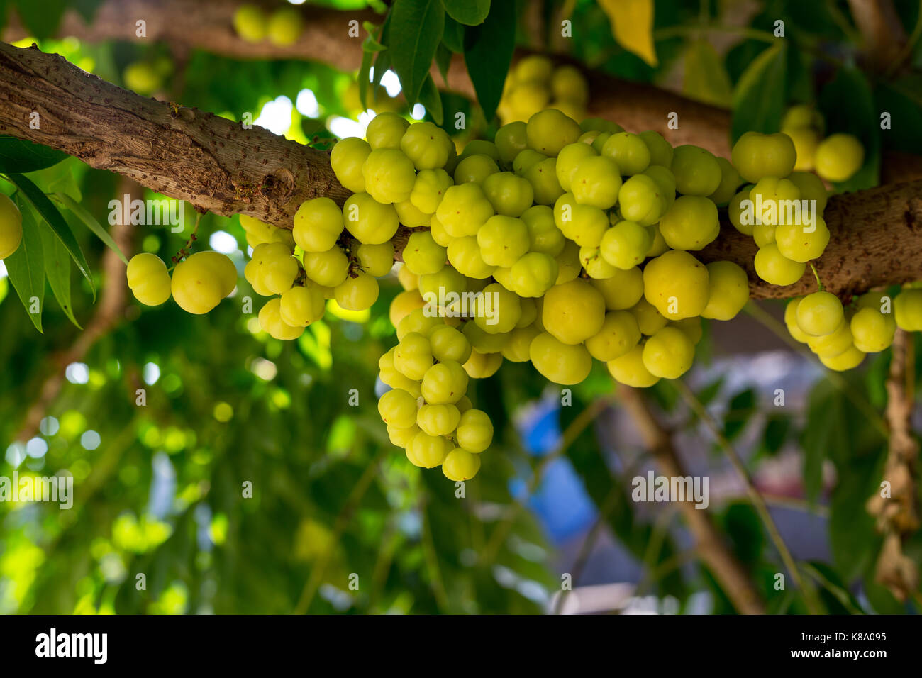 Star gooseberry on stone hi-res stock photography and images - Alamy