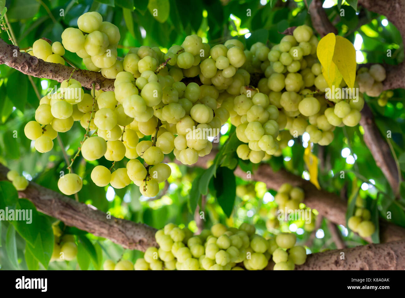 Star gooseberry leaf hi-res stock photography and images - Alamy