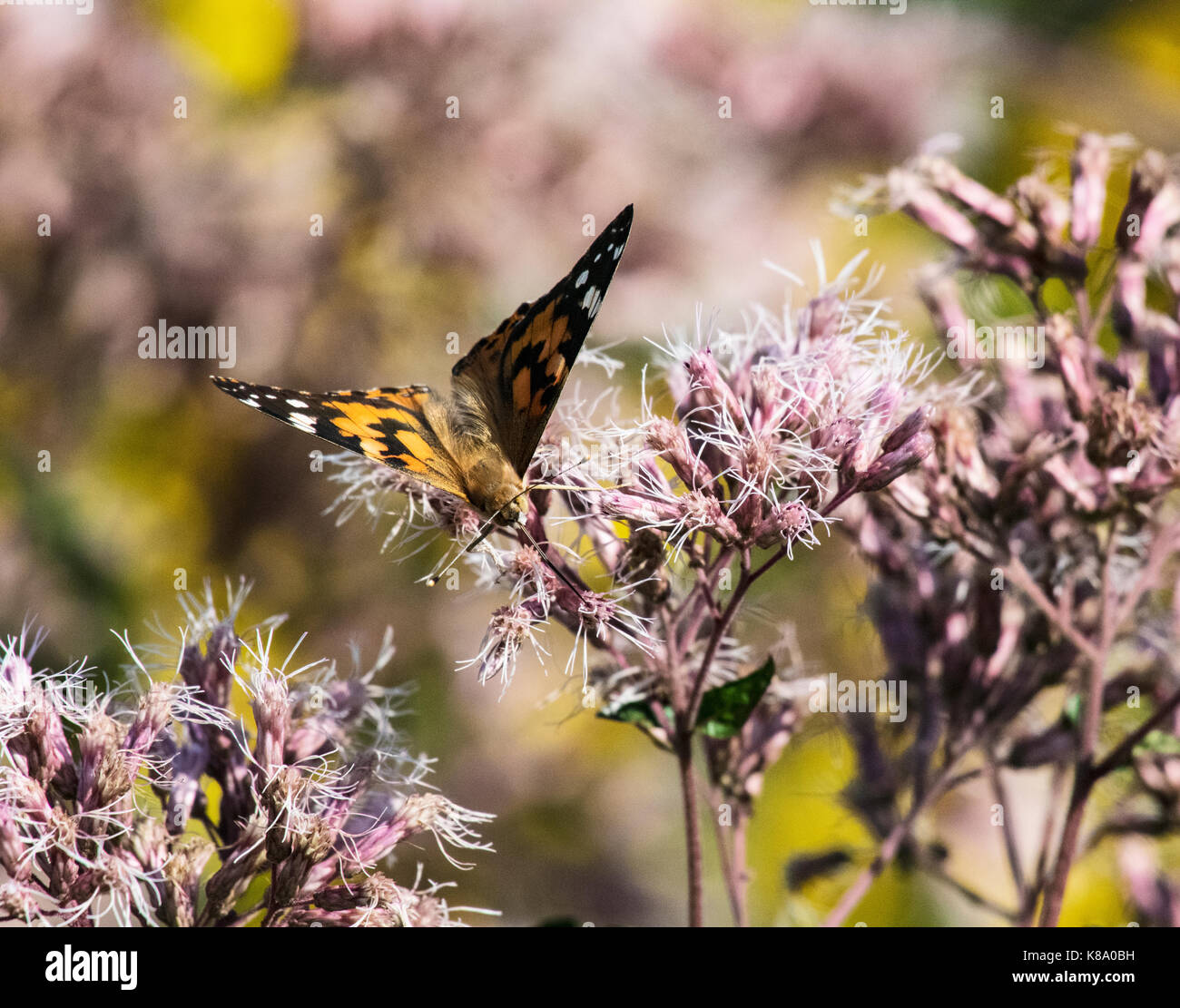 Fuzzy Antennae Moth High Resolution Stock Photography and Images - Alamy