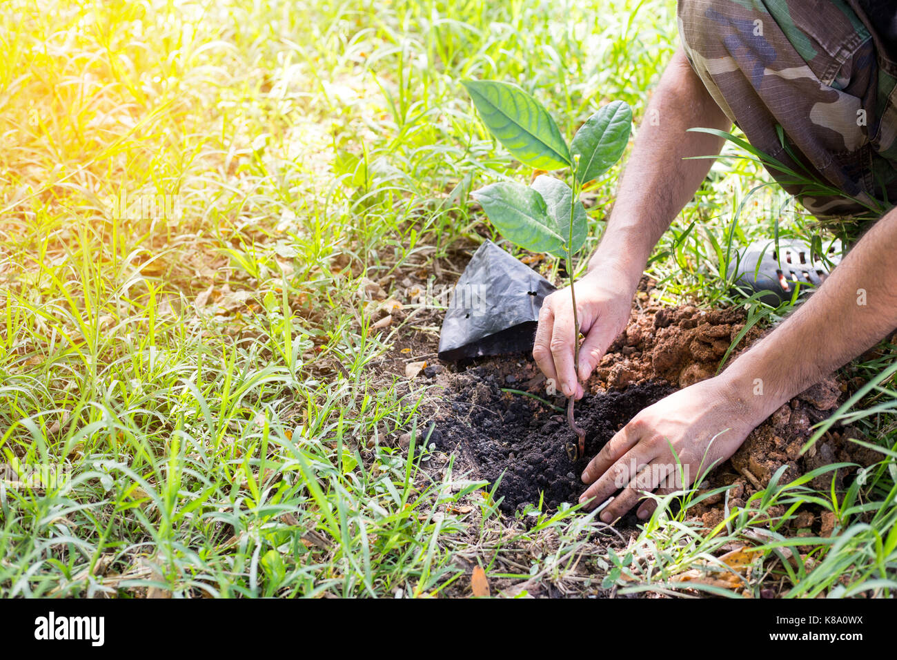 Earth afforestation hi-res stock photography and images - Alamy