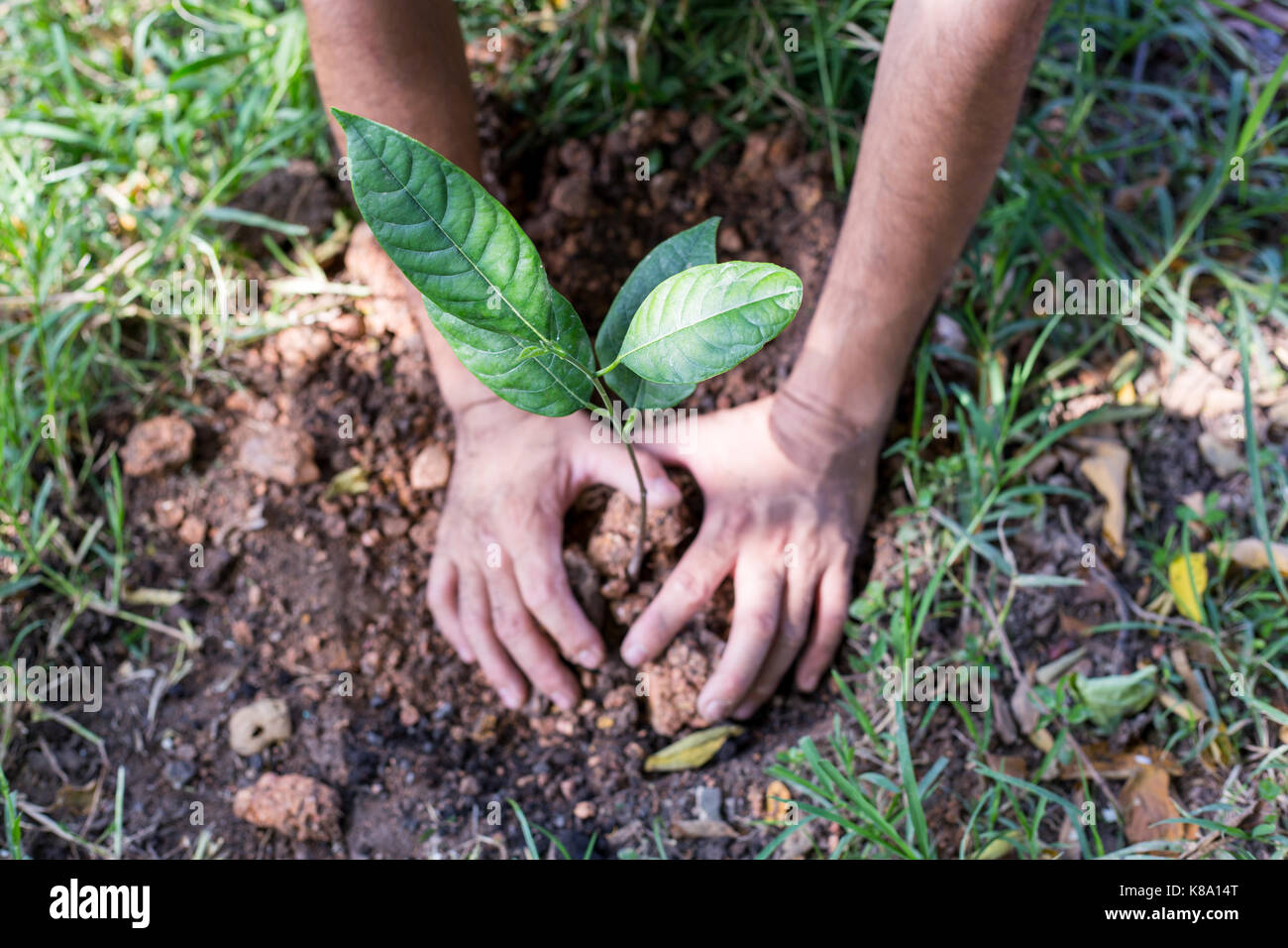 Afforest hi-res stock photography and images - Alamy