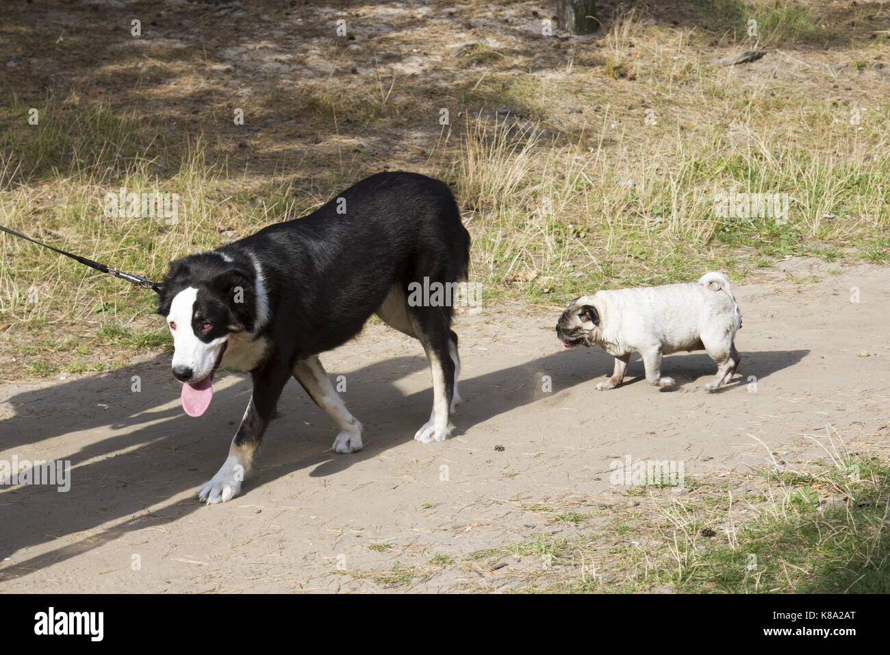 Small weak dog hi-res stock photography and images - Alamy