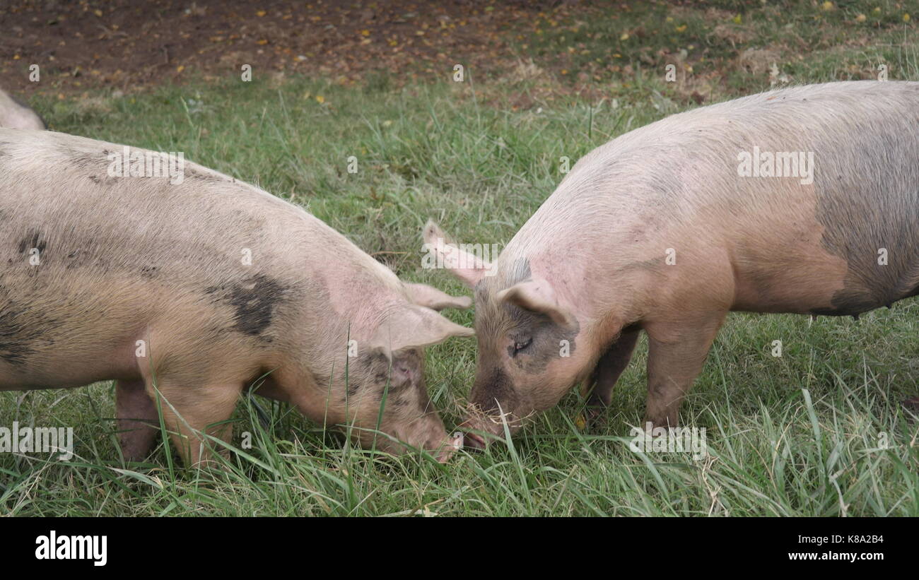 Playing pigs hi-res stock photography and images - Alamy