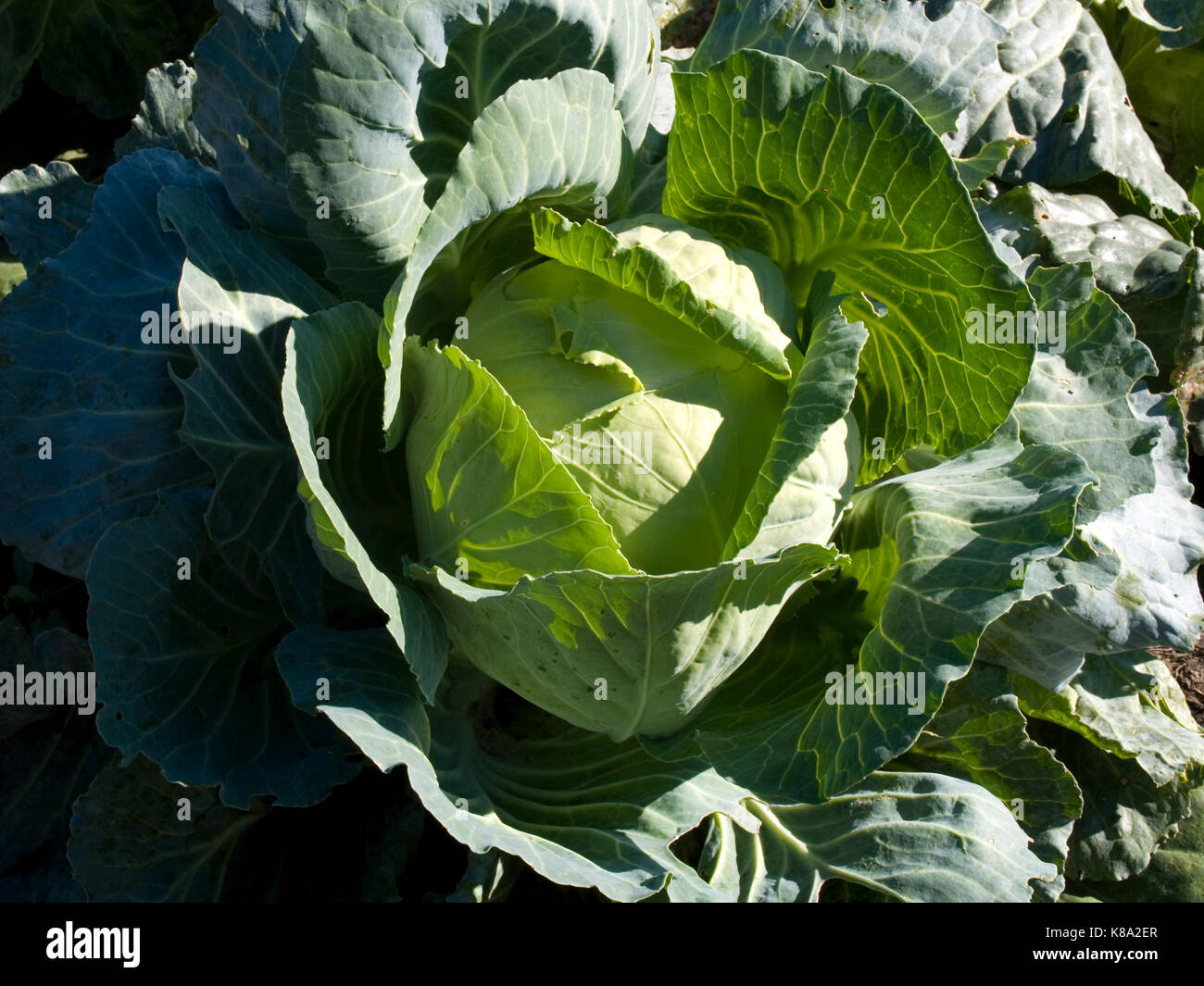 White cabbage vegetable bed hi-res stock photography and images - Alamy