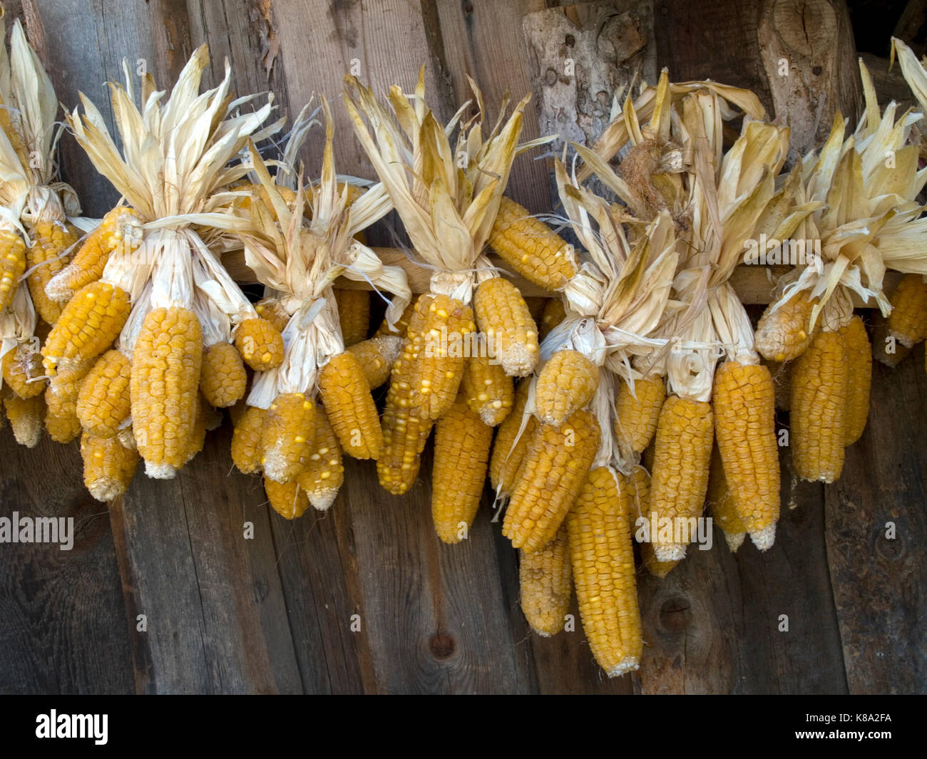 Dried corn cobs hi-res stock photography and images - Alamy