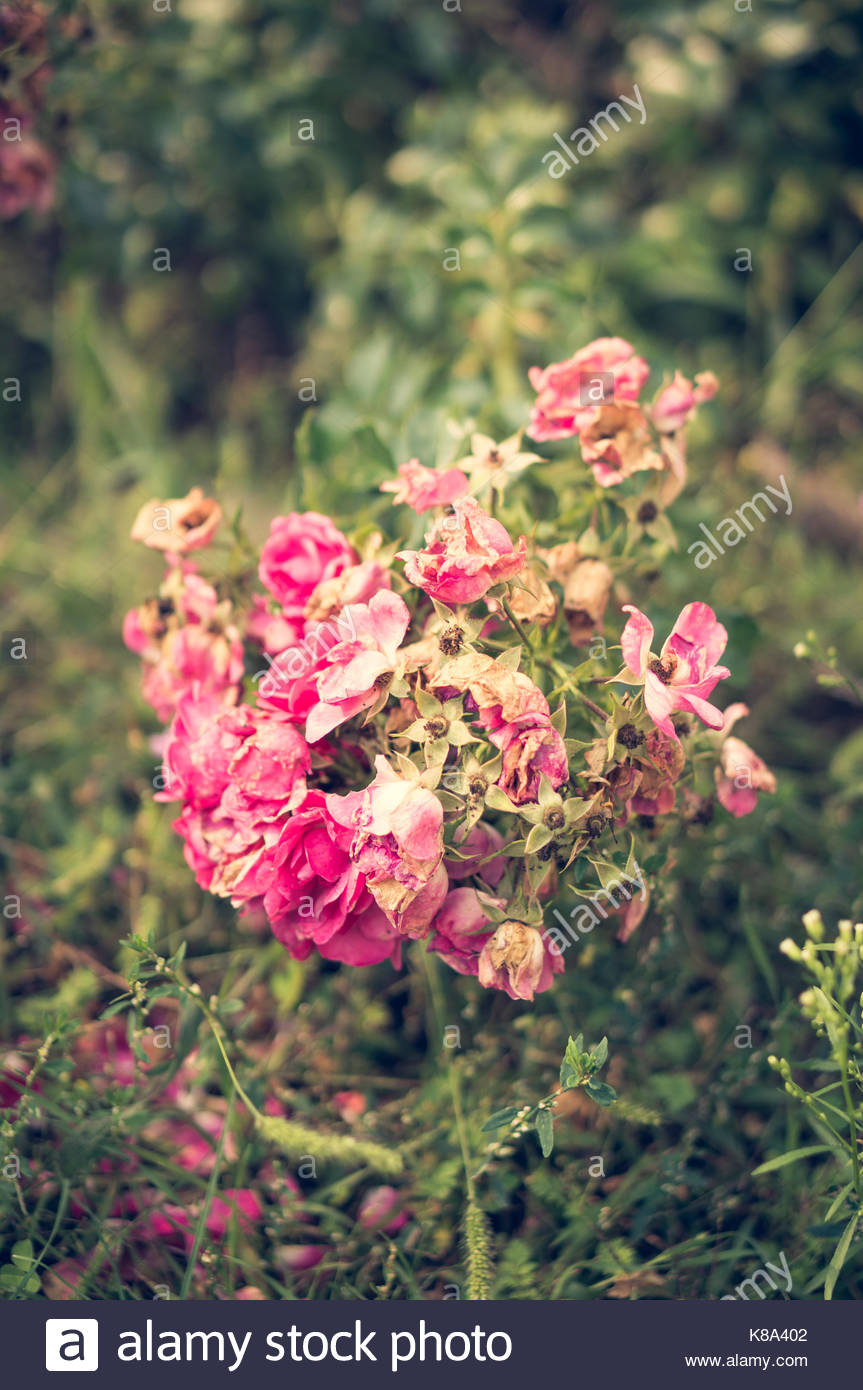 Dead Rose Bush Stock Photos & Dead Rose Bush Stock Images - Alamy