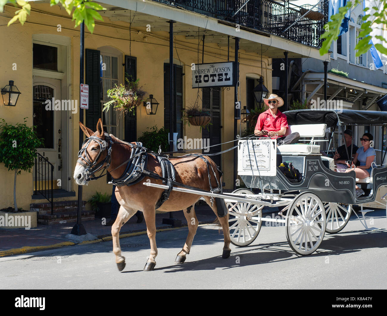 A mule carriage in the French Quarter of New Orleans Stock Photo - Alamy