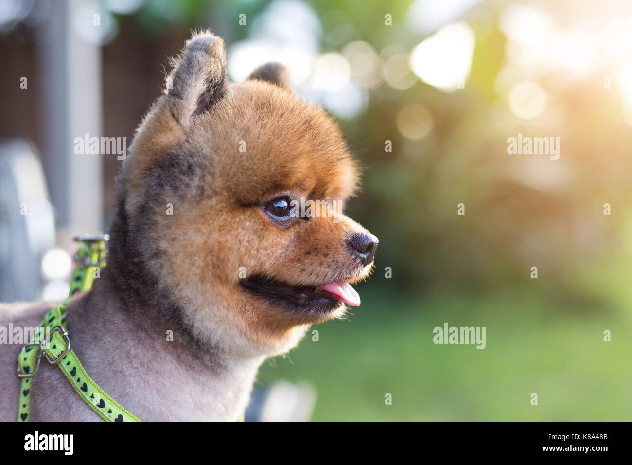 Slobber dog hi-res stock photography and images - Alamy