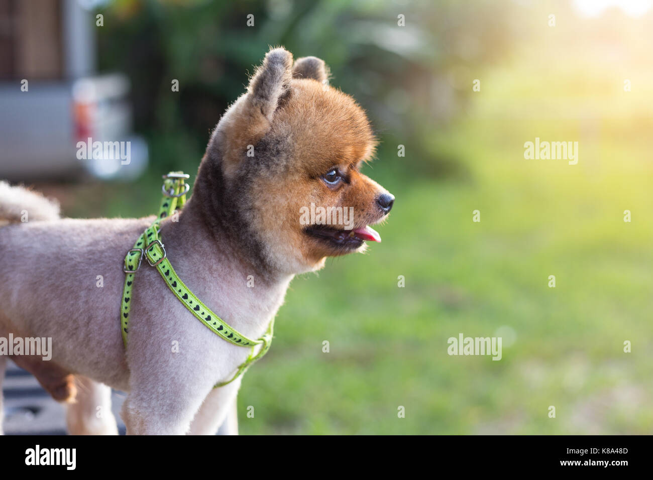 Slobber dog hi-res stock photography and images - Alamy
