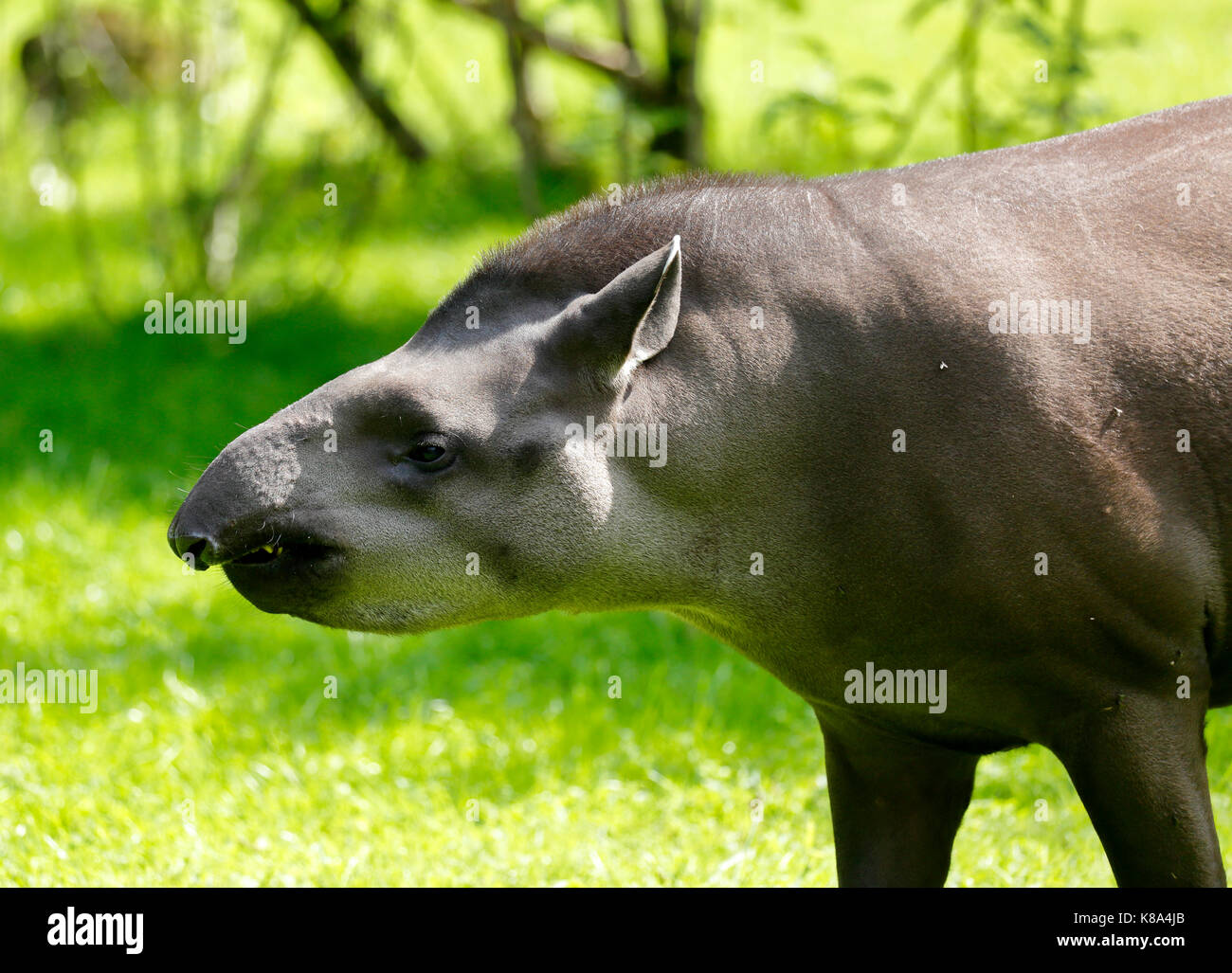 Familie tapiridae hi-res stock photography and images - Alamy