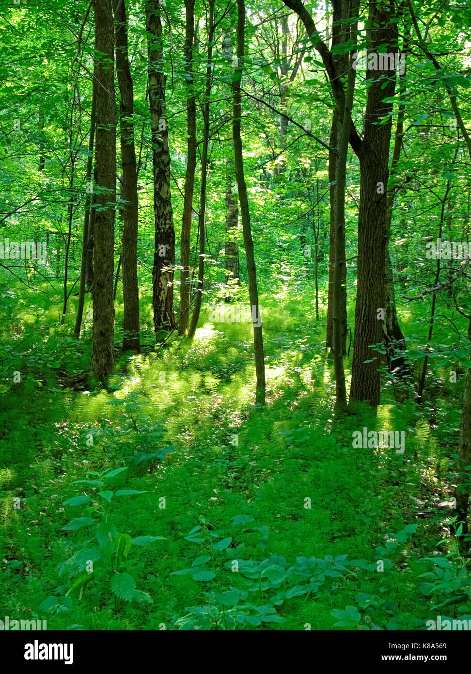 a cool summer morning in the Russian forest, Tula oblast Stock Photo ...