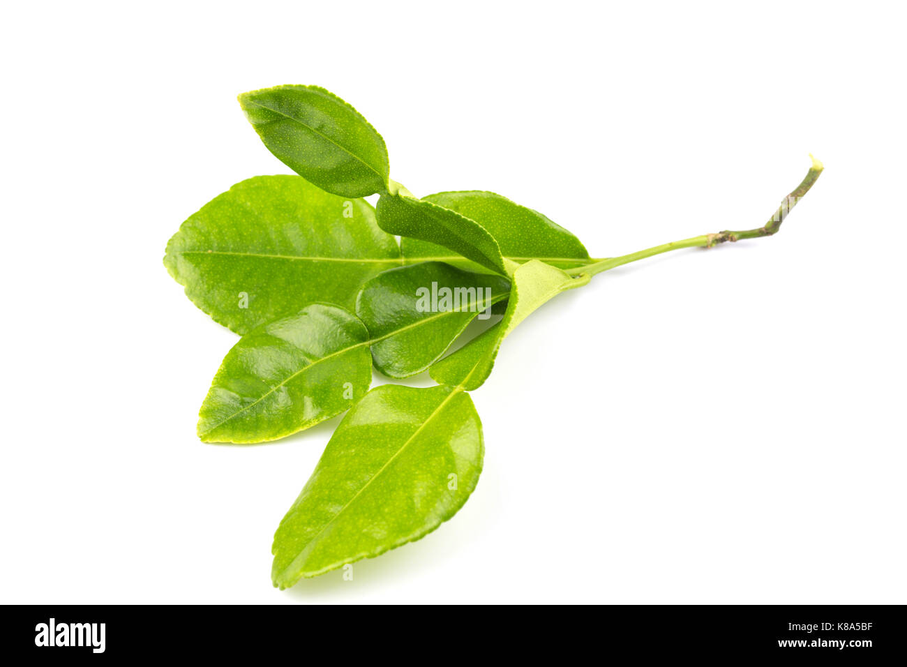 Kaffir lime leaves Cut Out Stock Images & Pictures - Alamy