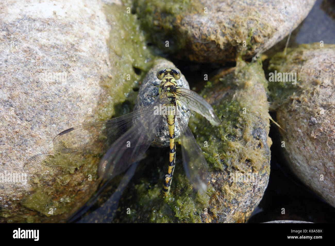 Gomphus vulgatissimus, the common clubtail dragonfly spotted along the ...