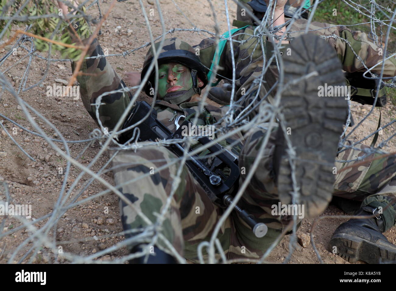 Frasilii hi-res stock photography and images - Alamy