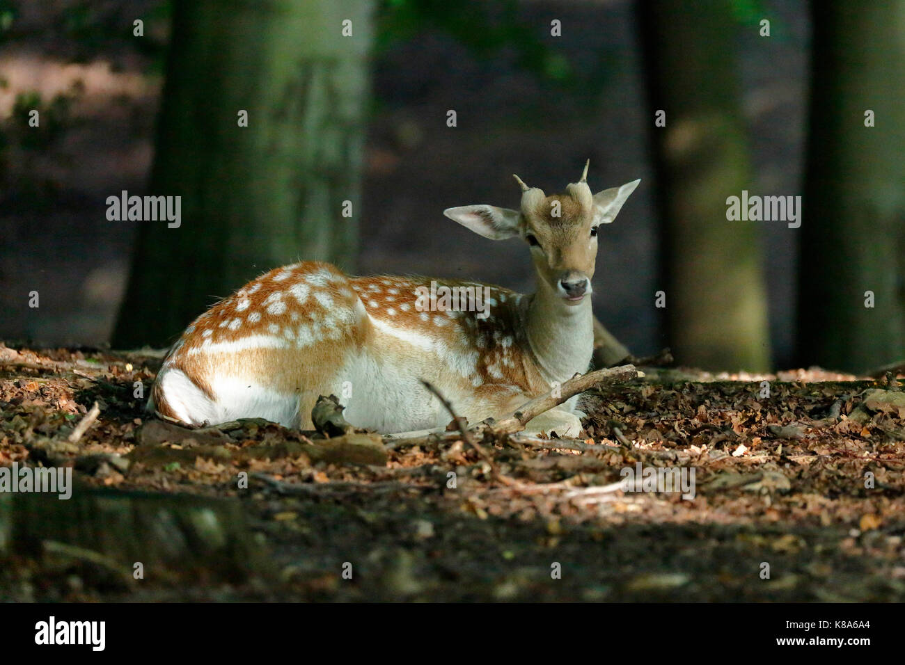 Echte hirsche hi-res stock photography and images - Alamy