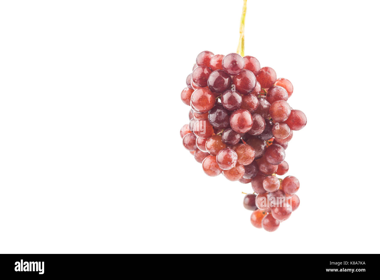 Grape tendril leaf isolated Cut Out Stock Images & Pictures - Alamy