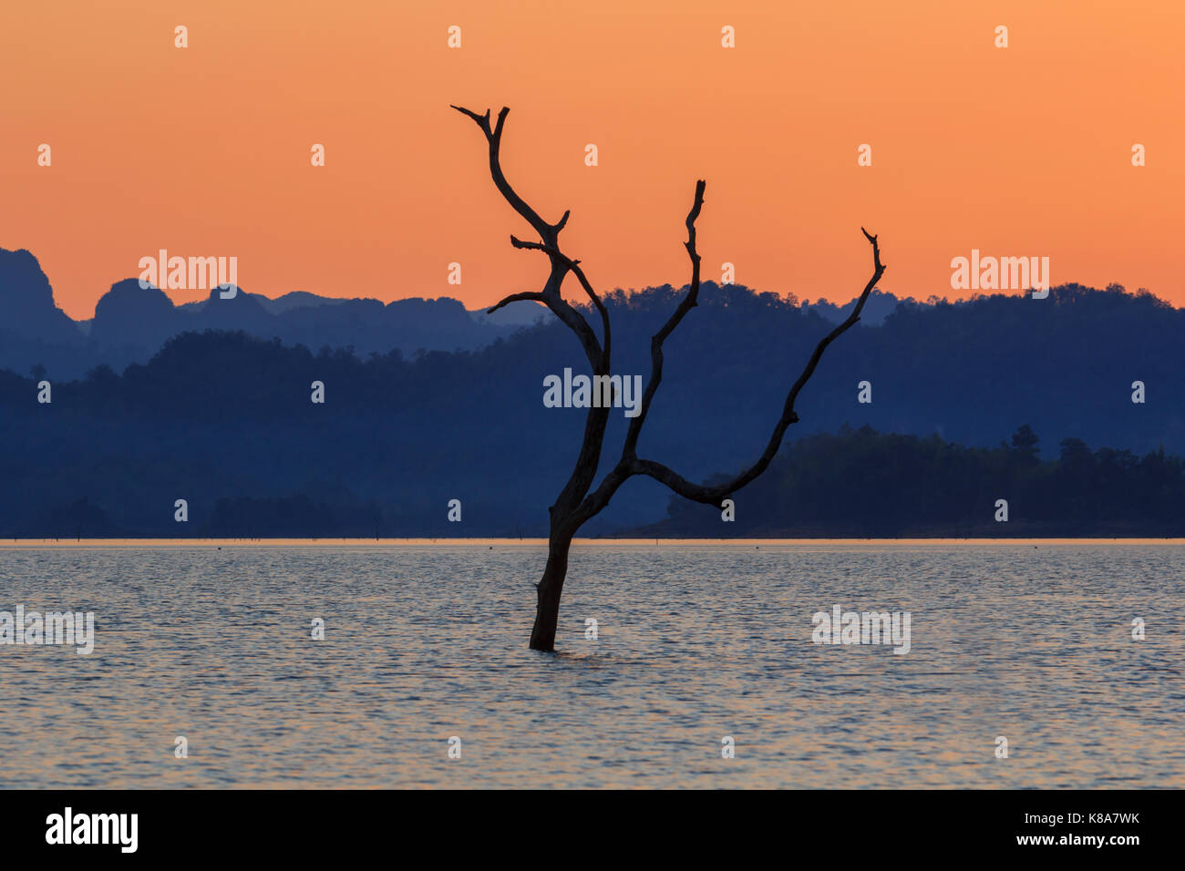 old branch at the lake in sunset time Stock Photo - Alamy