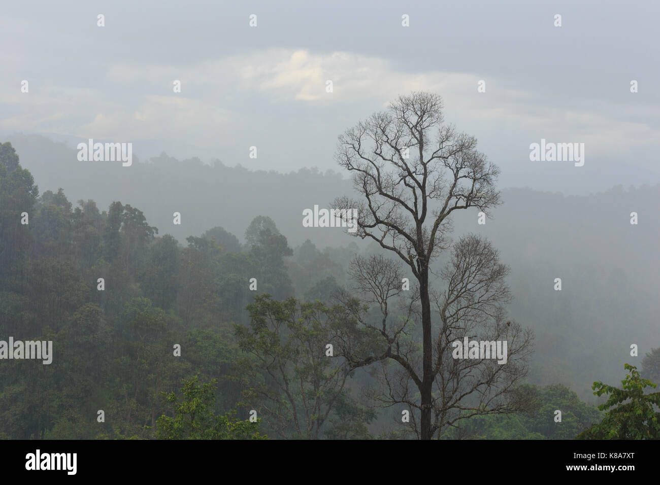 Wild teak tree hi-res stock photography and images - Alamy