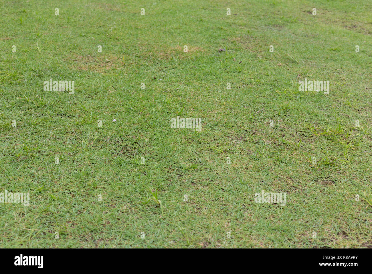 Natural grass texture Stock Photo - Alamy