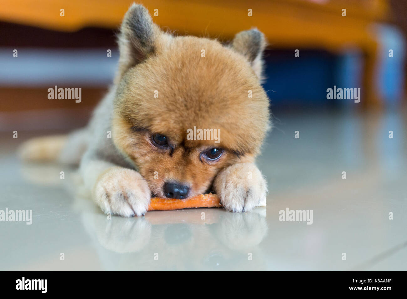 Dog wind face hi-res stock photography and images - Alamy