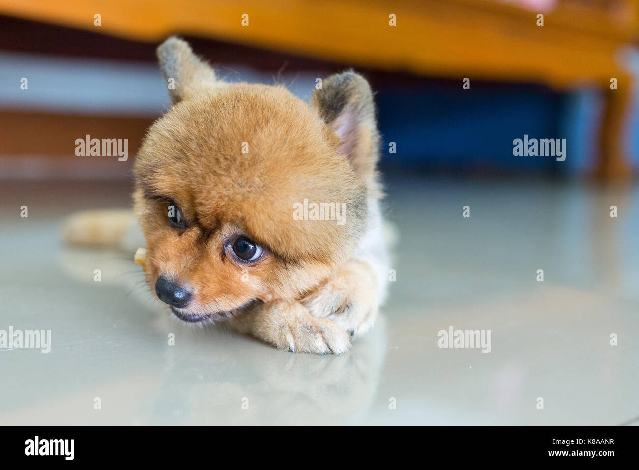 Dog wind face hi-res stock photography and images - Alamy
