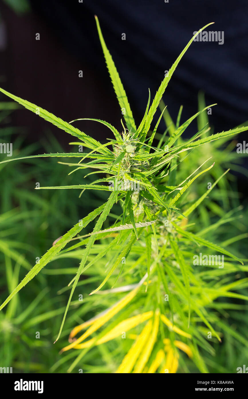 Cannabis wax hi-res stock photography and images - Alamy