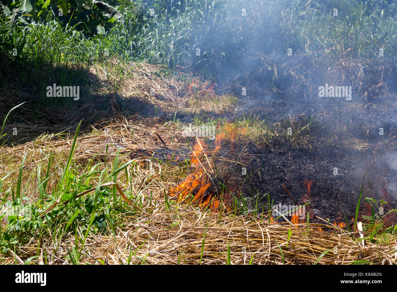 Smoke of wildfire hi-res stock photography and images - Alamy