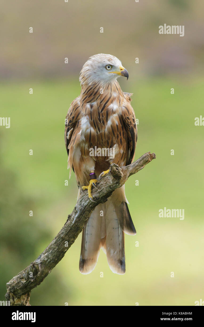 Captive kite hi-res stock photography and images - Alamy
