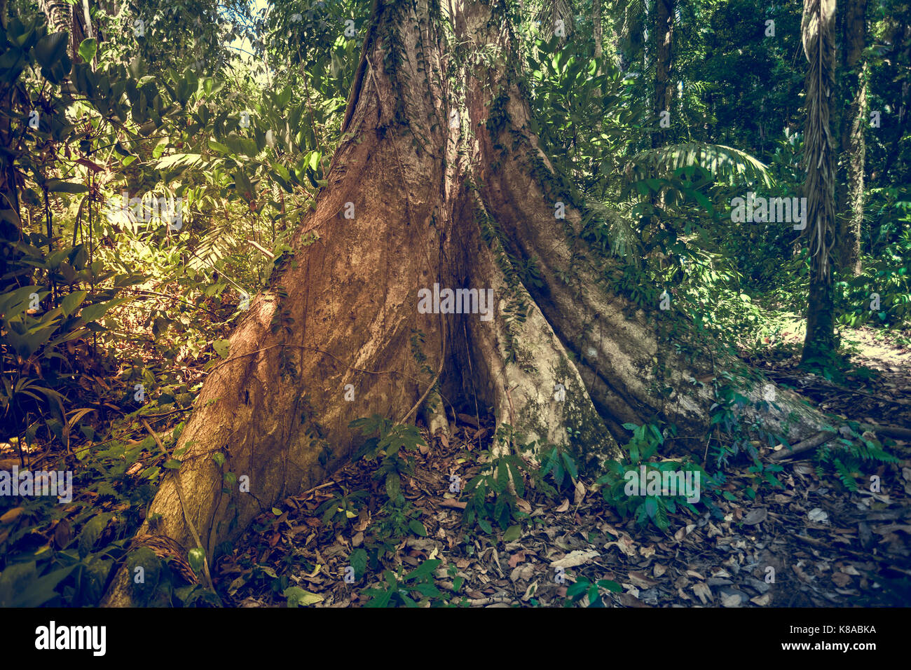 Big tree in jungle rainforest. Nature background Stock Photo - Alamy
