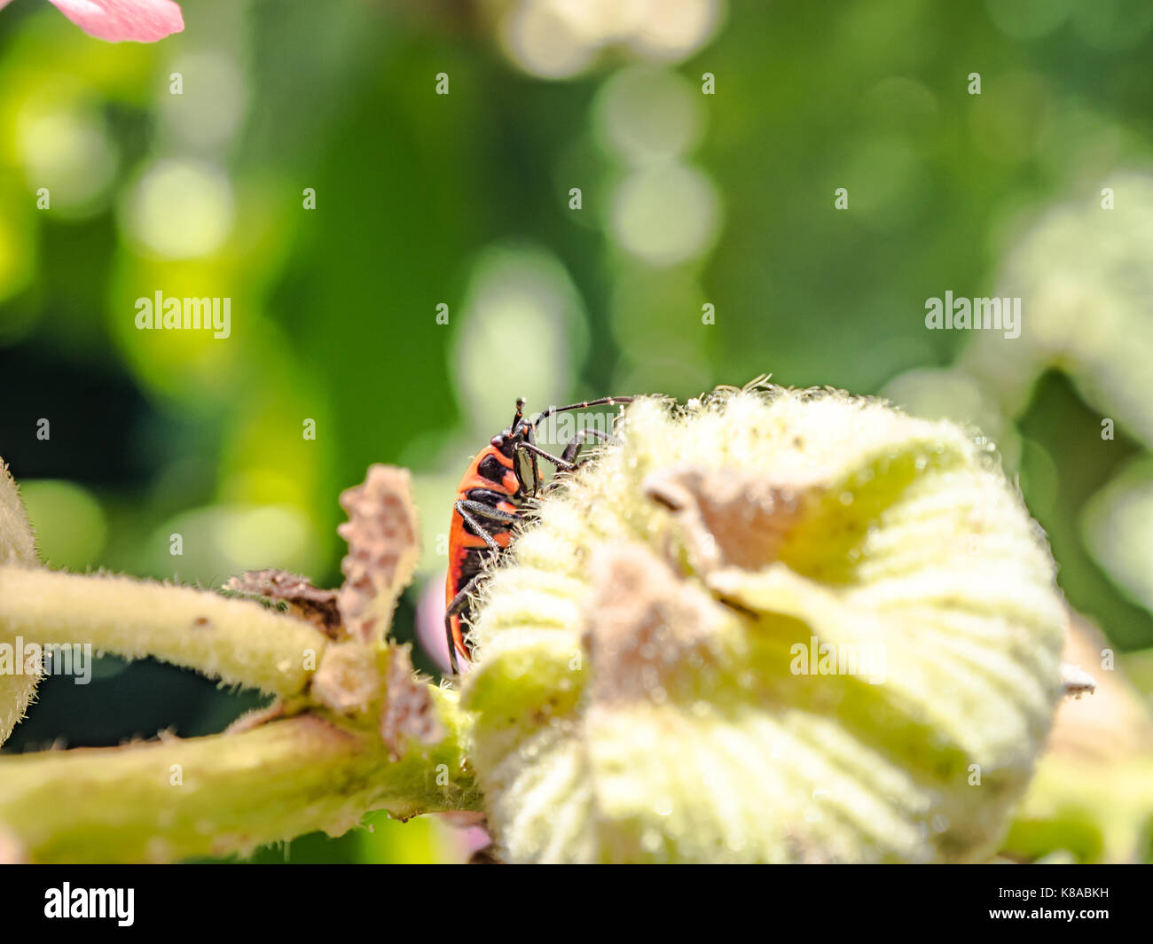 Red black bug sitting hi-res stock photography and images - Alamy