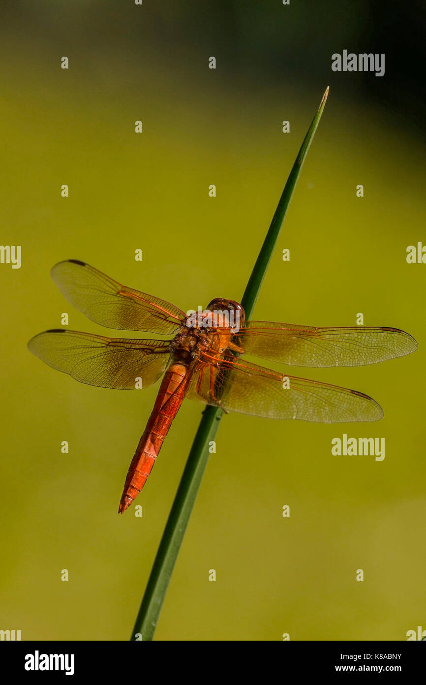 Dragonfly double wings hi-res stock photography and images - Alamy