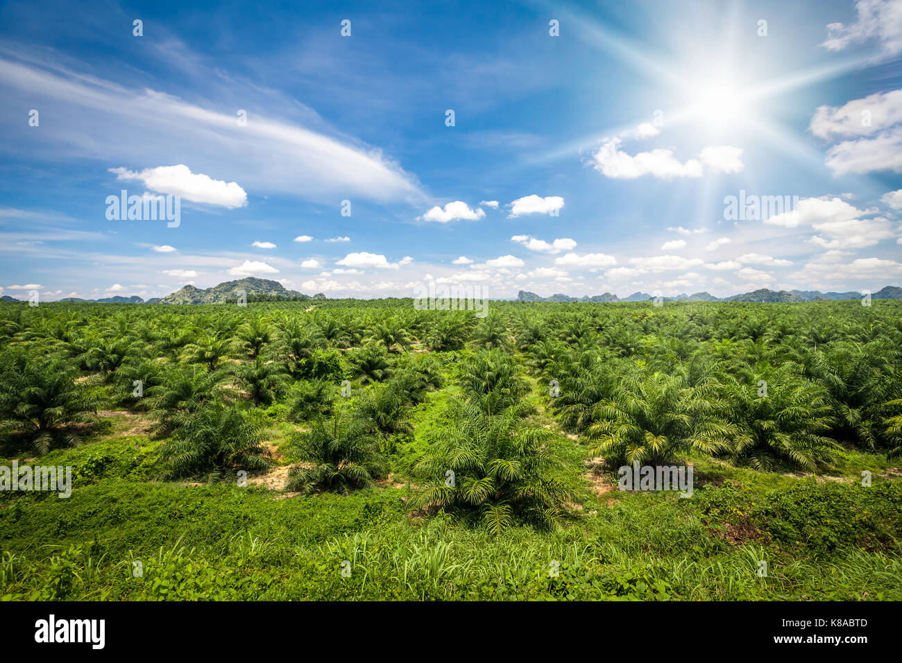 Fresh green palm oil farm plantation. Agriculture Stock Photo - Alamy