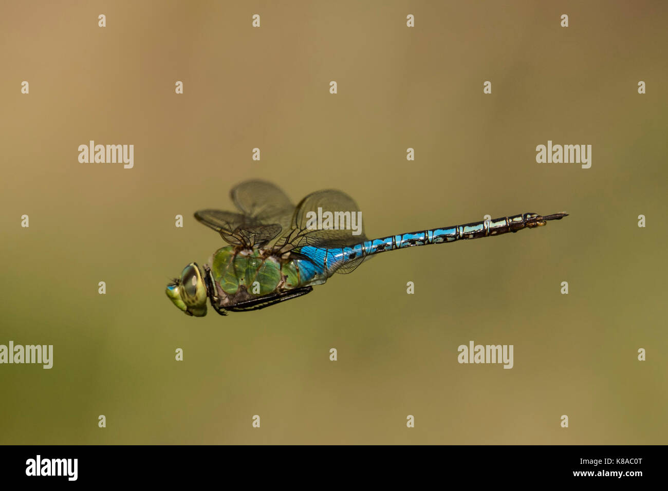 Dragonfly double wings hi-res stock photography and images - Alamy