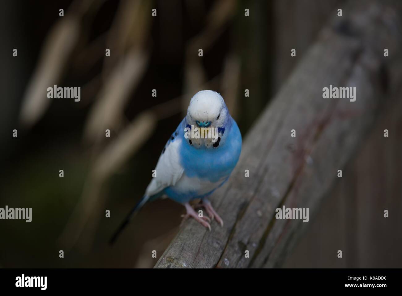 Blue Parakeet Stock Photos & Blue Parakeet Stock Images - Alamy