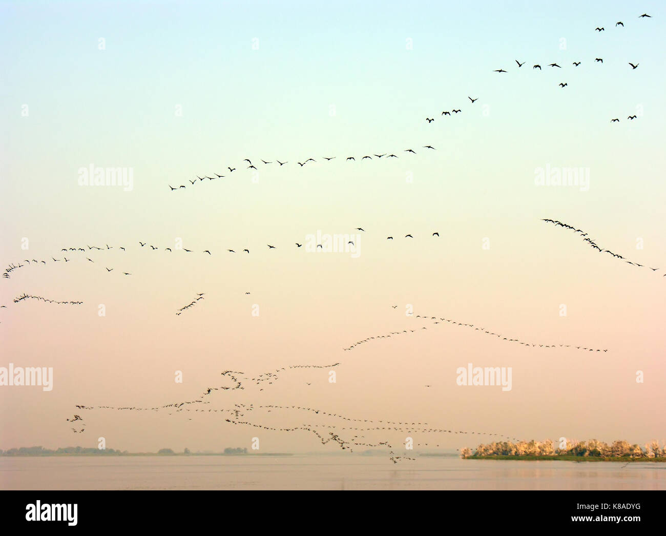 Migrant water birds hi-res stock photography and images - Alamy