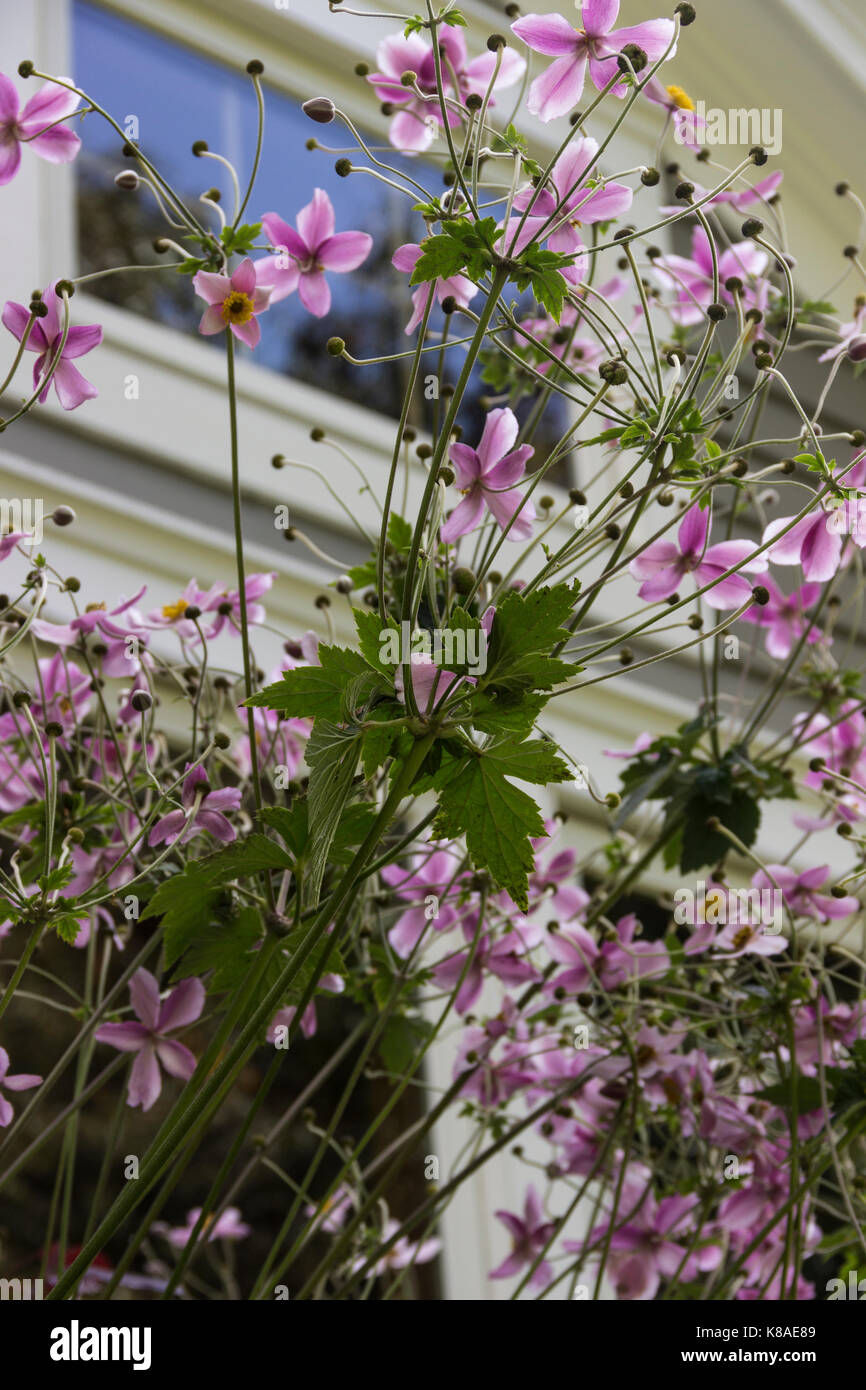 Tall flowering plants with blurred-house background Stock Photo - Alamy