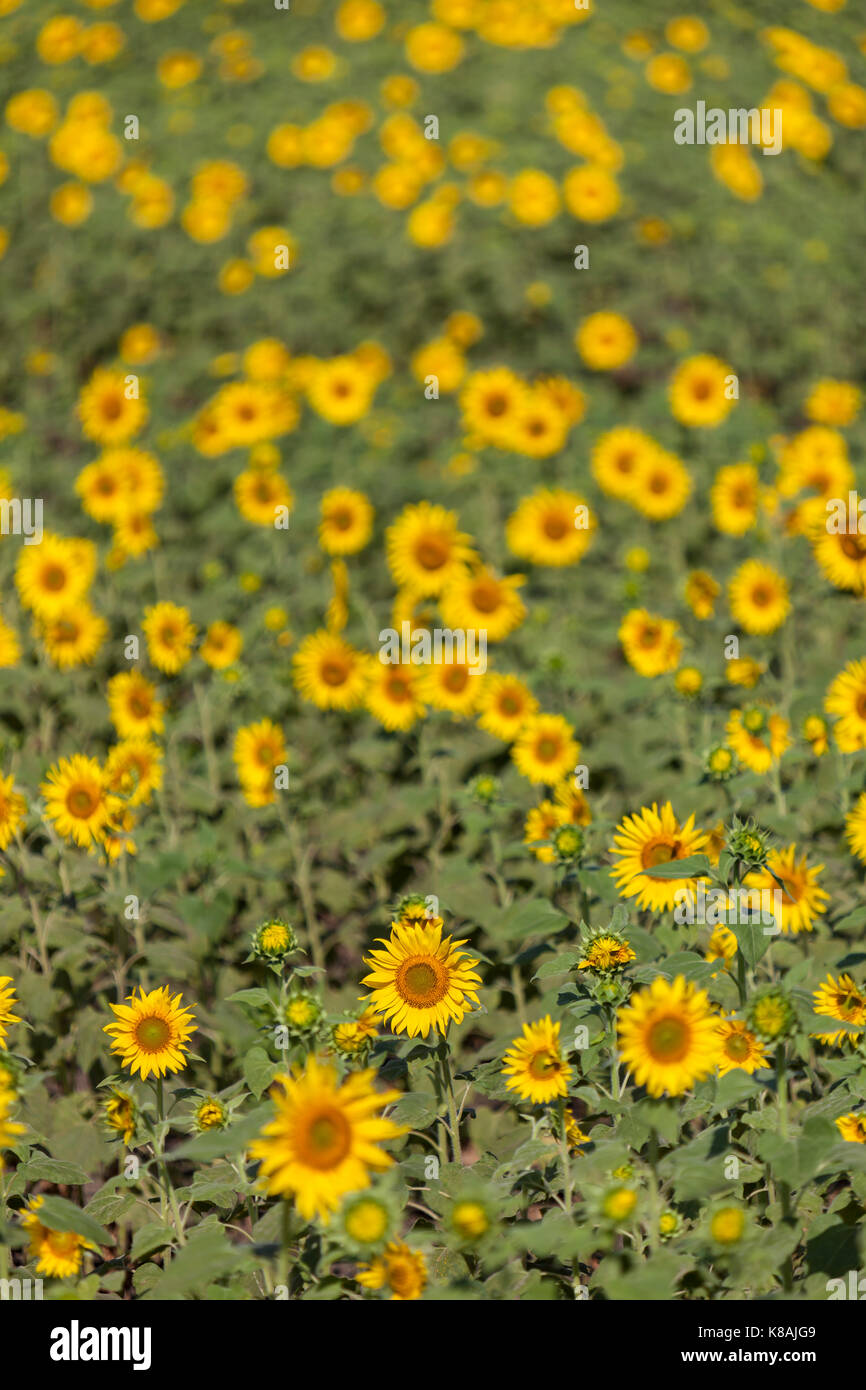 Field of Sunflowers, India Stock Photo - Alamy