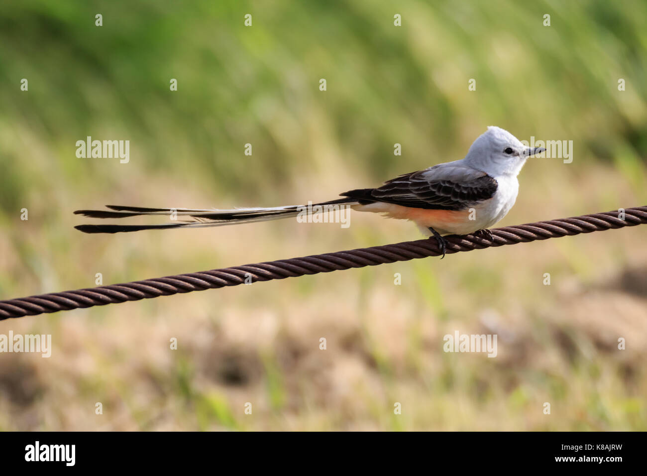 A Scissor-Tailed Flycatcher near a lake in Oklahonma City. The Scissor ...